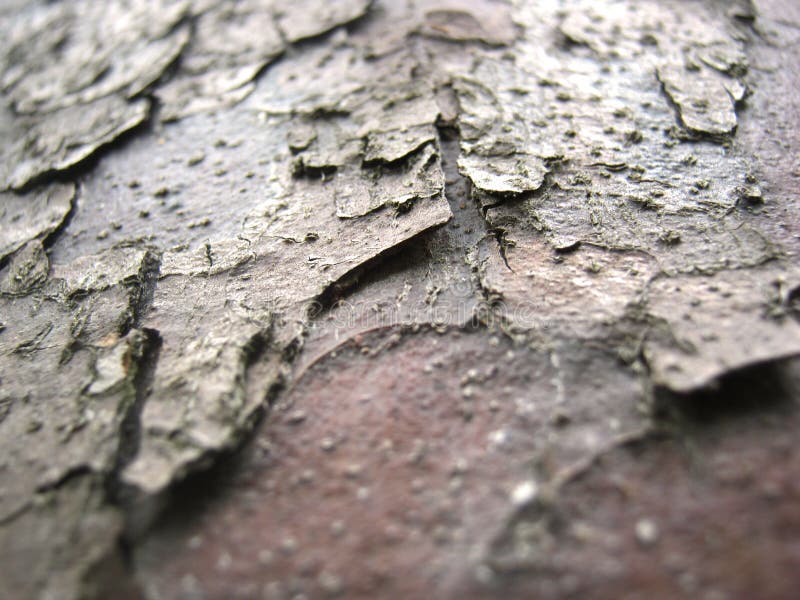 Cortex tree stock image. Image of brown, texture, nature - 63139629