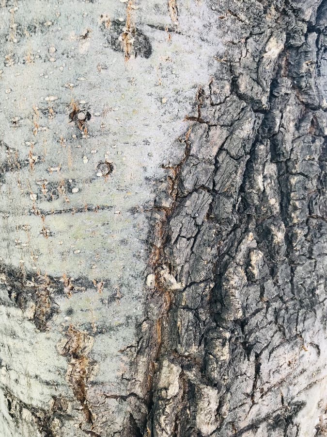 Cortex stock photo. Image of cortex, tree, beauty, wood - 139931246