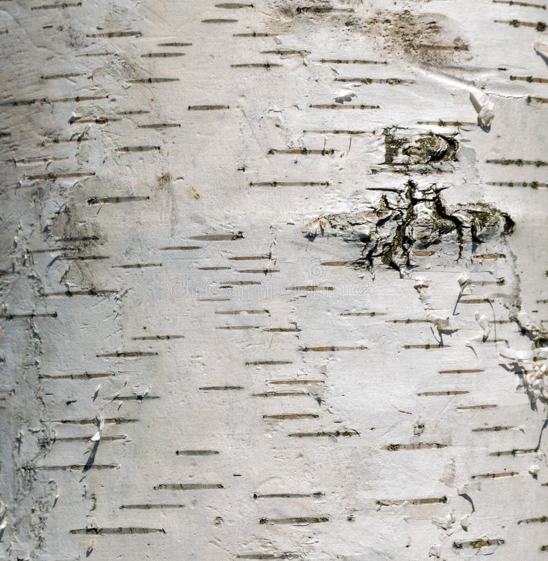 Birch tree bark texture stock image. Image of background - 51490903