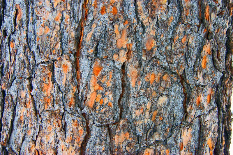 Cortex tree cedar stock image. Image of stem, macro, cedar - 30829815