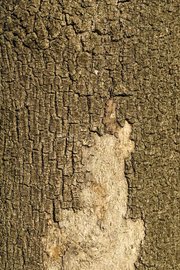 Cortex stock photo. Image of tree, trunk, cortex, detail - 61134874