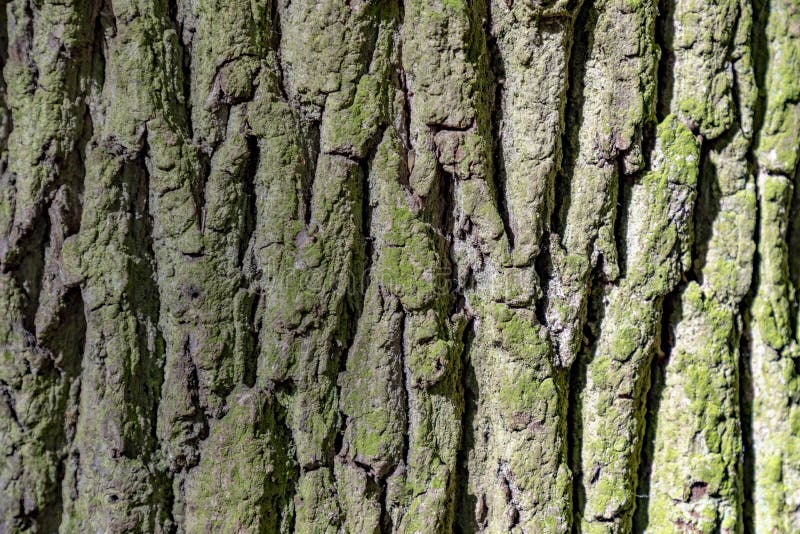 Detalle De La Corteza Del Roble Imagen de archivo - Imagen de escénico ...