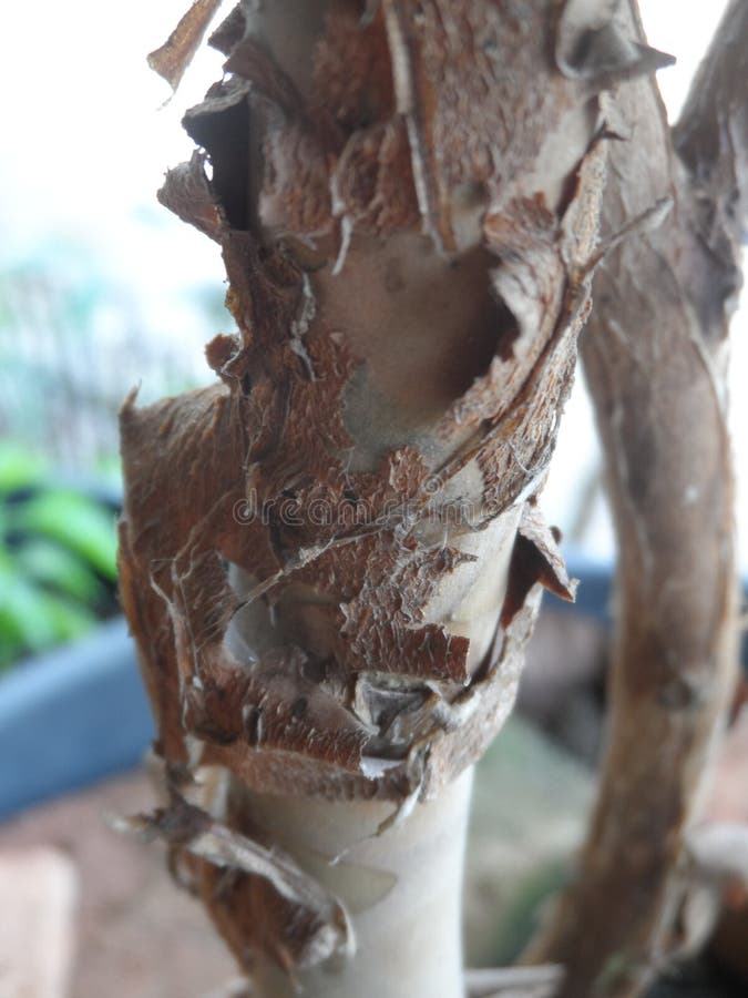 Corteza De Guayaba Que Comienza a Pelar Foto de archivo - Imagen de ...