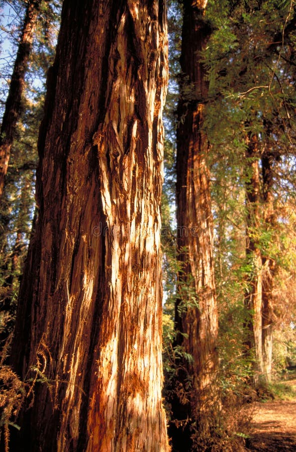 Corteza de la secoya imagen de archivo. Imagen de corteza - 12646647