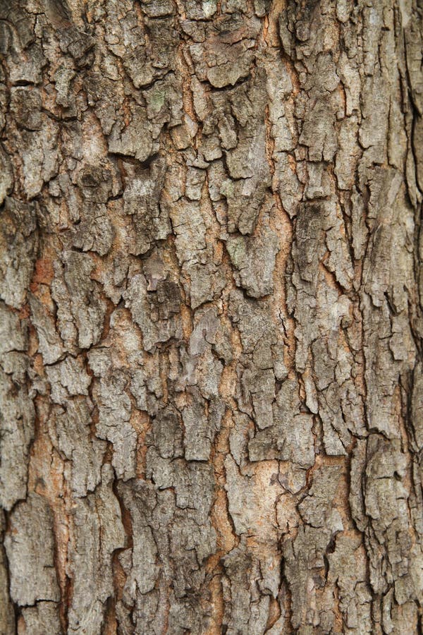 Corteza de madera imagen de archivo. Imagen de extracto - 26558583