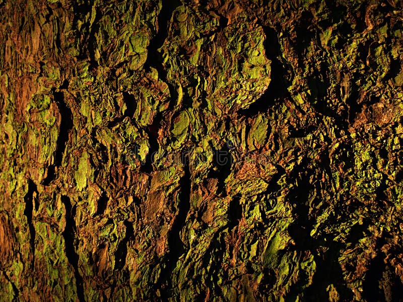 Corteza de madera imagen de archivo. Imagen de corteza - 7480907