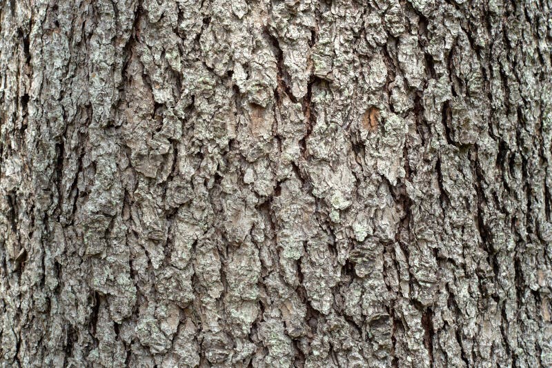 Corteza De Madera Del Cedro Imagen de archivo - Imagen de nadie, bosque ...