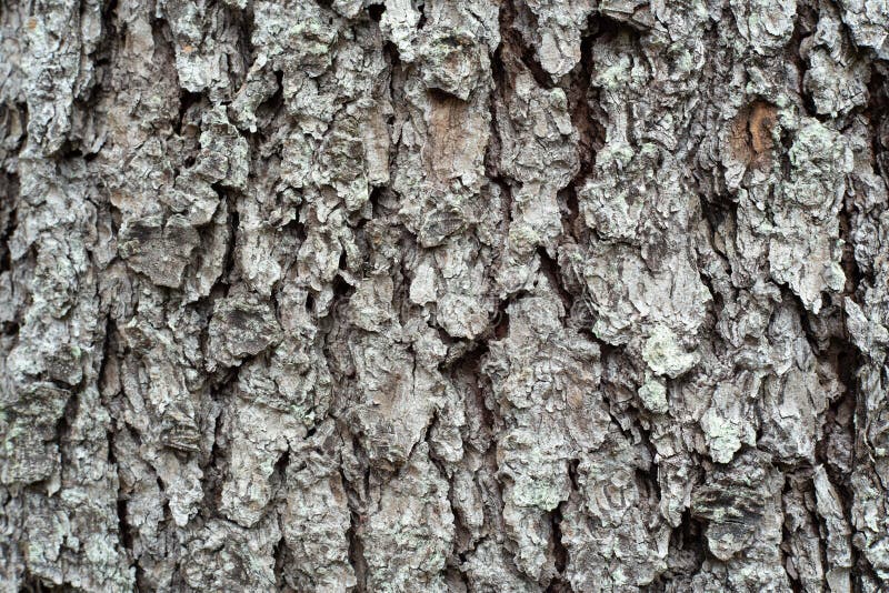 Corteza Del Cedro Fotos De Stock - Descarga 1,986 Fotos Libres de Derechos