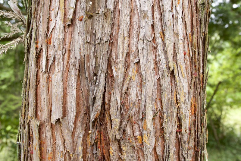 Corteza De Madera Del Cedro Foto de archivo - Imagen de detalle ...