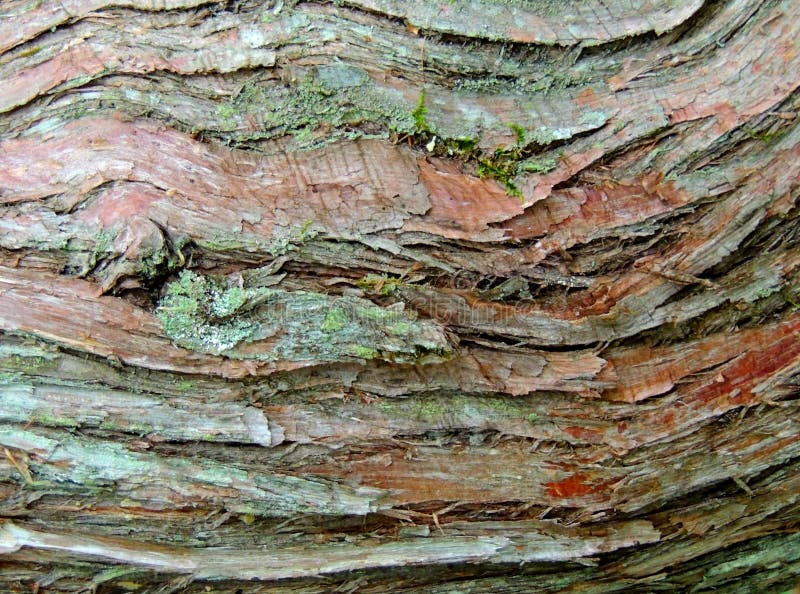 Corteza De Madera Del Cedro Foto de archivo - Imagen de vida, recurso ...