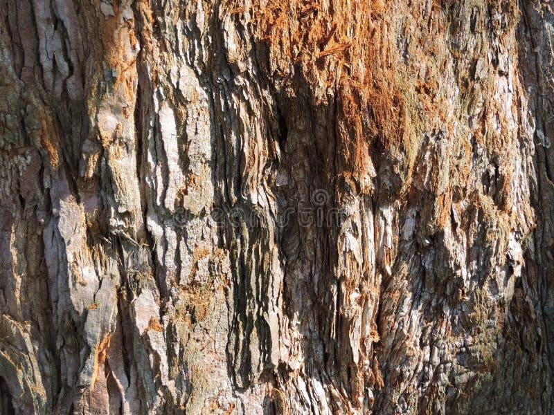Corteza de madera Textura imagen de archivo. Imagen de corteza - 51793819