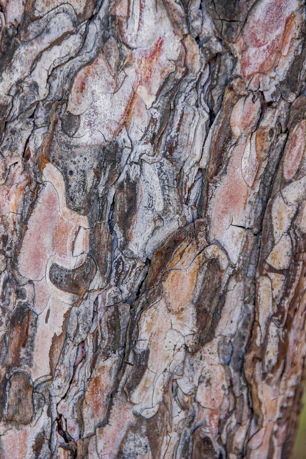 Corteza de pino imagen de archivo. Imagen de material - 249754601