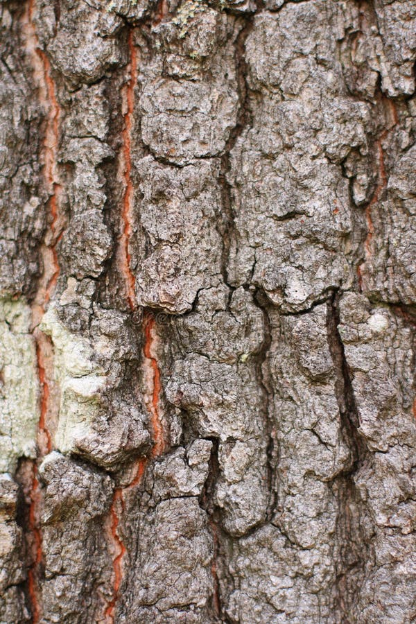 Corteza De Roble Imagen. Imagen: 2920973