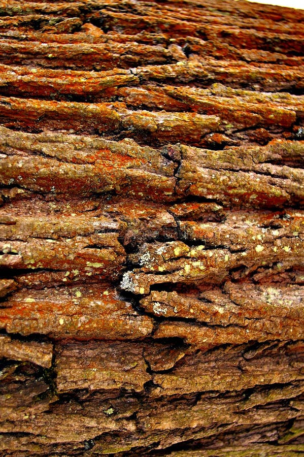 Corteza De Un árbol De Roble Foto de archivo - Imagen de tronco ...
