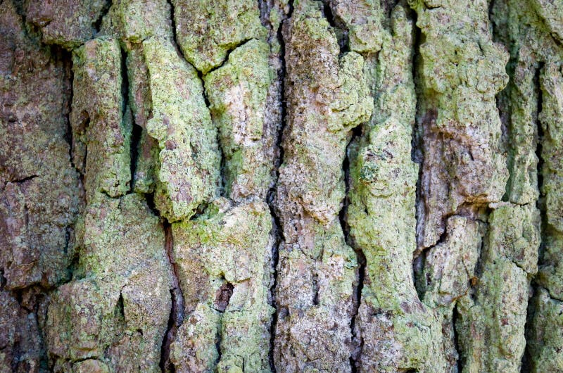 Corteza del roble foto de archivo. Imagen de madera, cortezas - 7537994