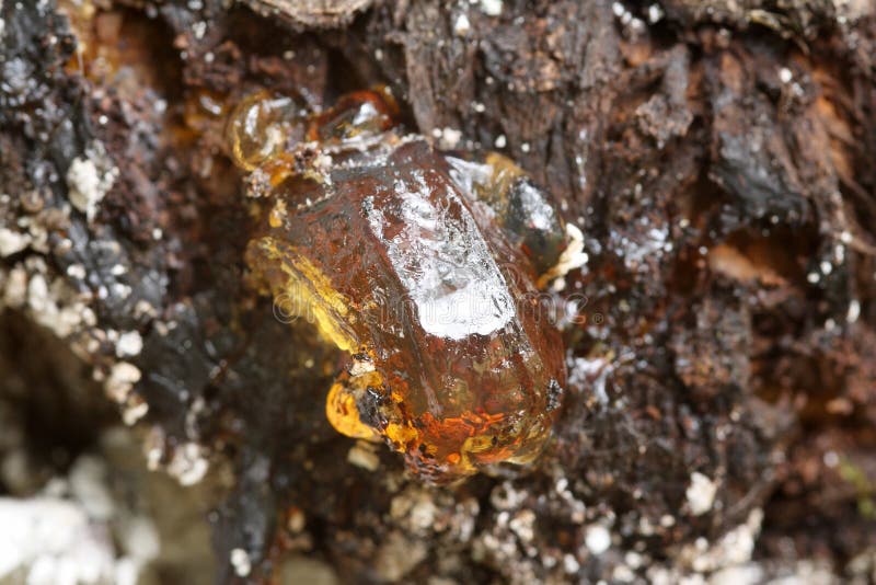 Corteza y resina foto de archivo. Imagen de surcado, perenne - 15192864
