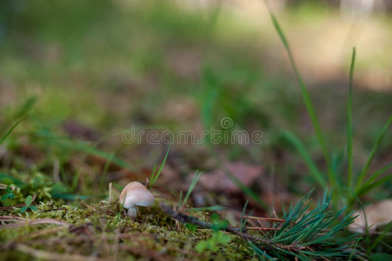 Cortinarius Caperatus, Commonly Known As the Gypsy Mushroom Stock Photo ...