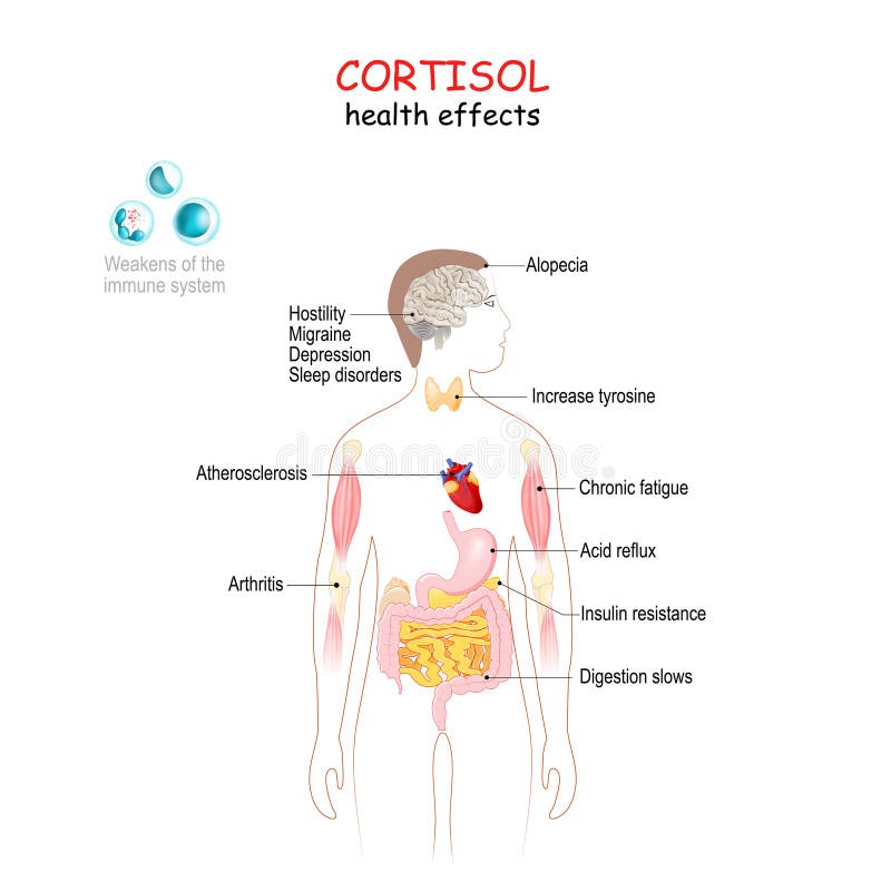 Cortisol Stock Illustrations – 1,077 Cortisol Stock Illustrations ...