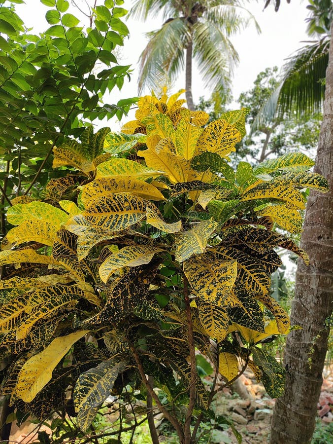 Corton Tree with Long Glossy Yellowleaves and Stock Photo - Image of ...