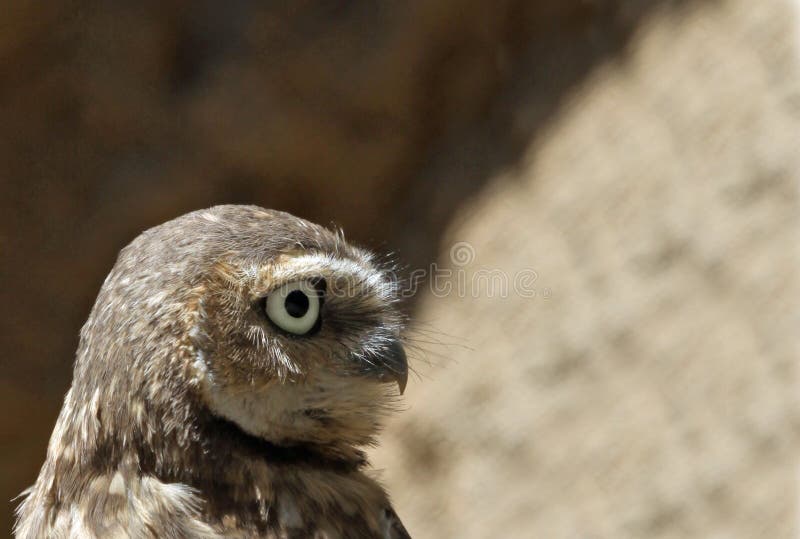 Um Olhar De 360 Graus Por Uma Coruja Foto de Stock - Imagem de ...