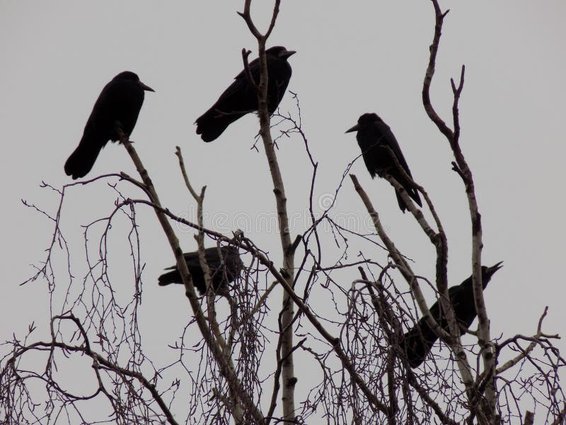 Due Corvi Neri Nella Disputa Immagine Stock - Immagine di uccello ...