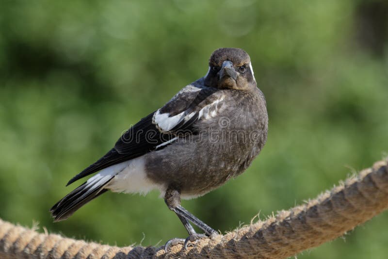 Australasian Corvid - the Magpie Stock Photo - Image of fauna ...