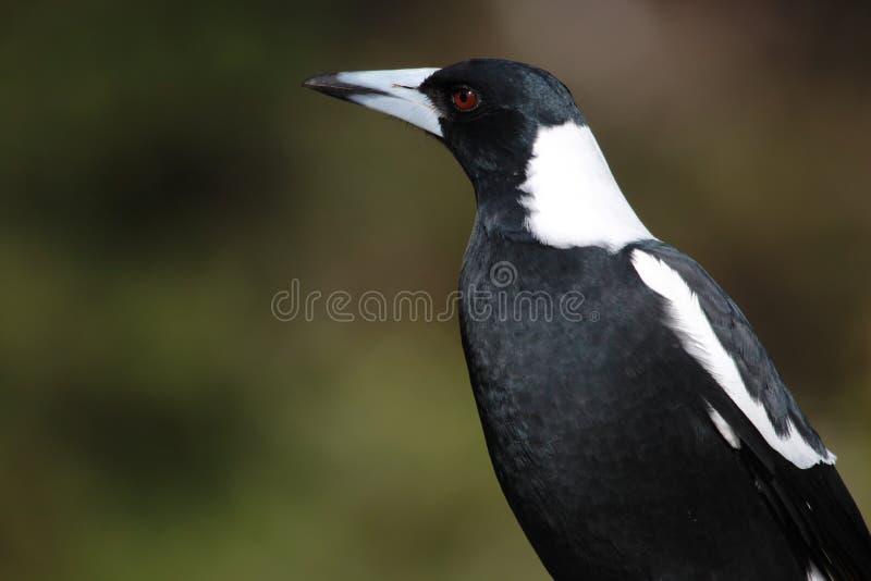 Australasian Corvid - the Magpie Stock Image - Image of exotic ...