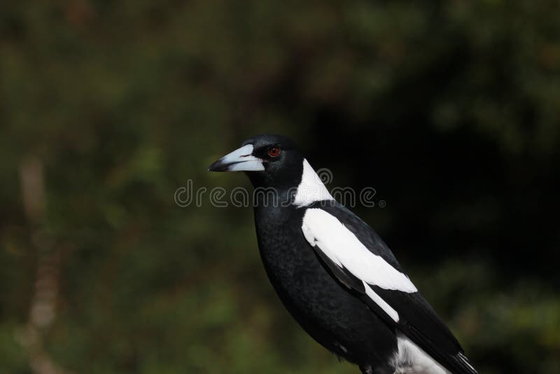 Australasian Corvid - the Magpie Stock Photo - Image of avian, animals ...