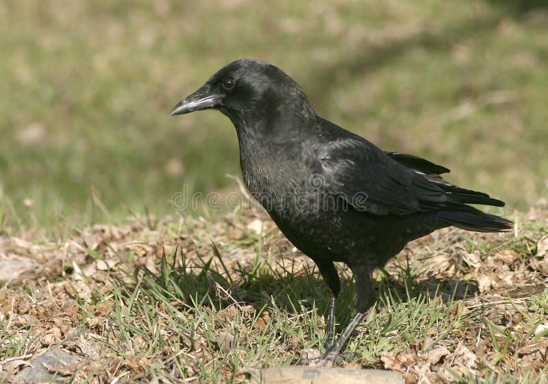 Brachyrhynchos Do Corvus Do Corvo Americano Empoleirados Em Um Pinheiro ...