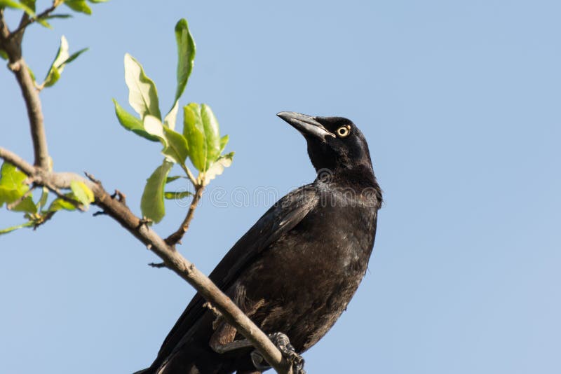 Corvo americano fotografia stock. Immagine di ecologia - 71748282