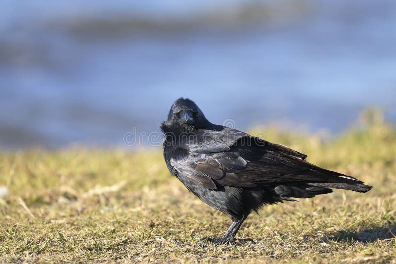 Corvo Americano, Brachyrhynchos Del Corvus Fotografia Stock - Immagine ...
