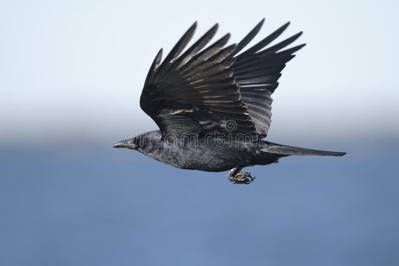 Corvo Americano, Brachyrhynchos Del Corvus Fotografia Stock - Immagine ...