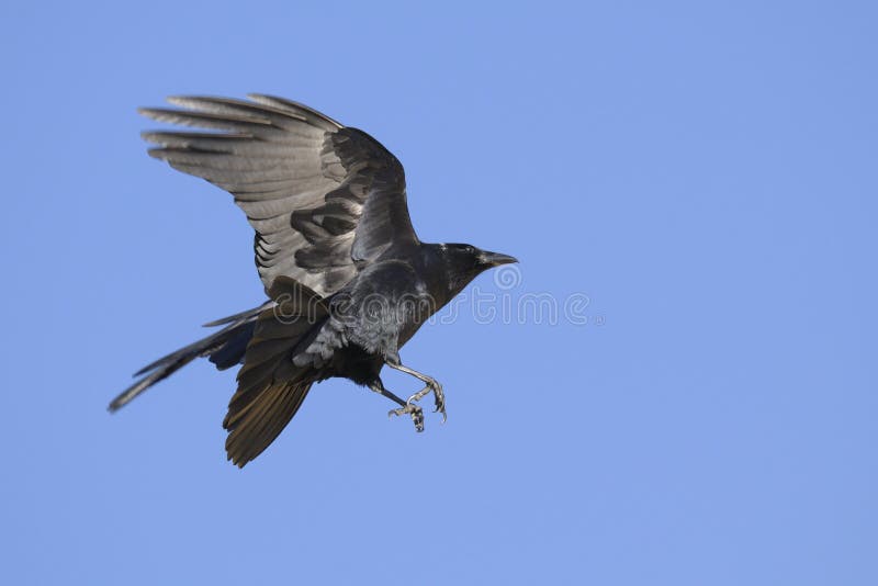 Corvo Americano (brachyrhynchos Do Corvus) Imagem de Stock - Imagem de ...