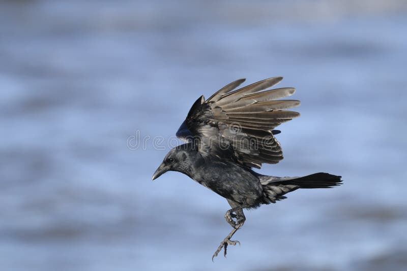 Corvo Americano, Brachyrhynchos Do Corvus Foto de Stock - Imagem de ...