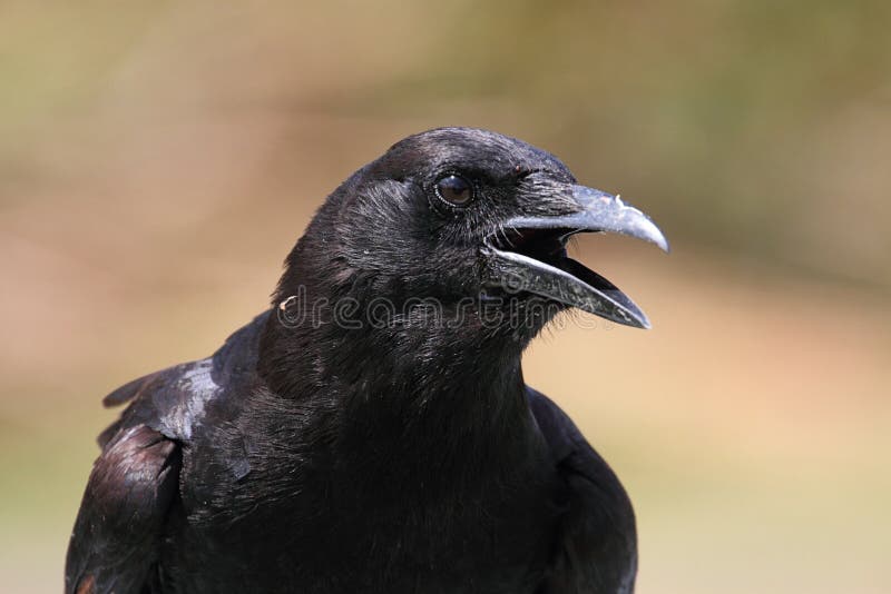 Brachyrhynchos Do Corvus Do Corvo Americano Foto de Stock - Imagem de ...
