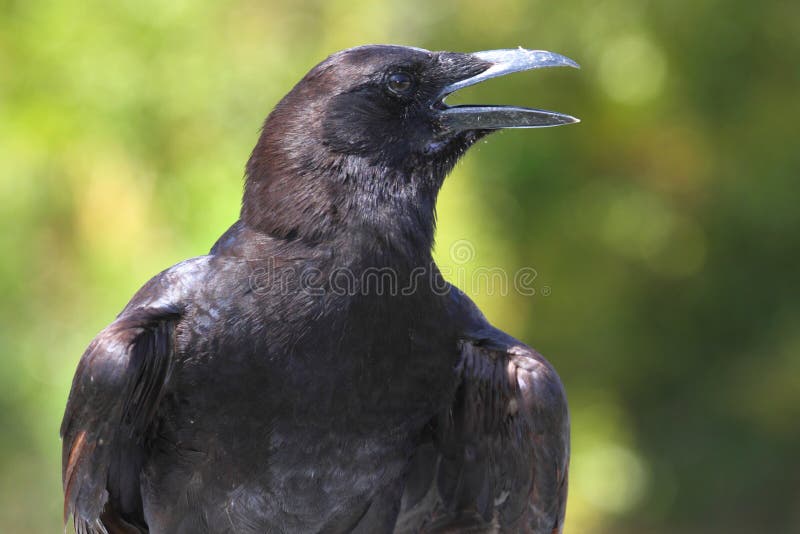 Brachyrhynchos Do Corvus Do Corvo Americano Foto de Stock - Imagem de ...