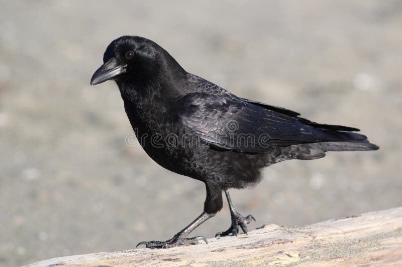 Corvo Americano, Brachyrhynchos Do Corvus Foto de Stock - Imagem de ...