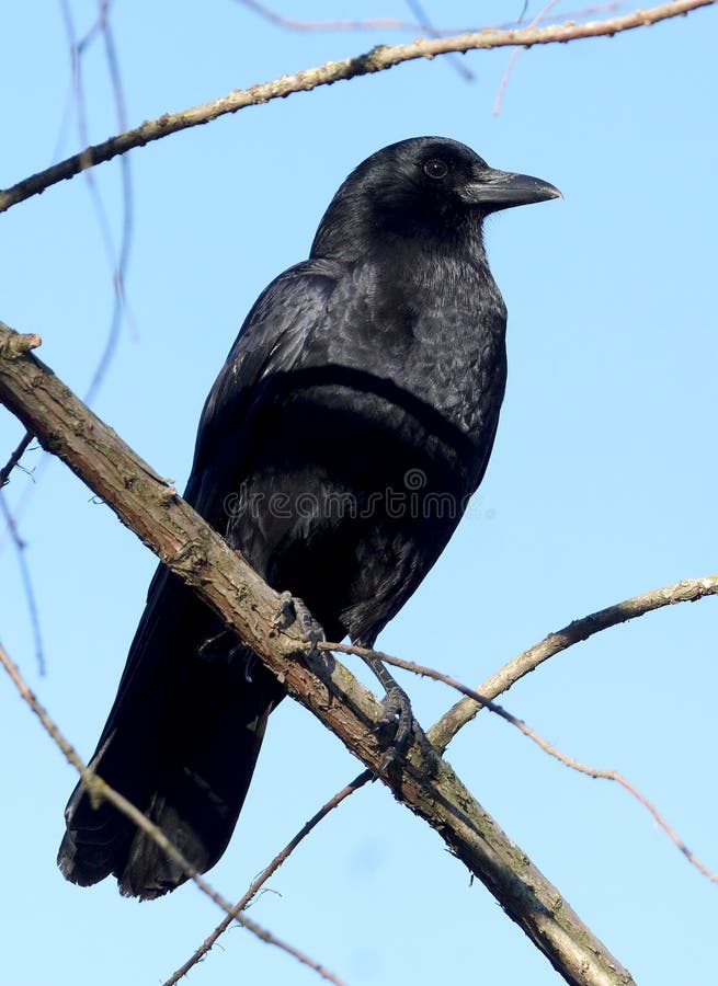Corvo Americano, Brachyrhynchos Do Corvus Foto de Stock - Imagem de ...