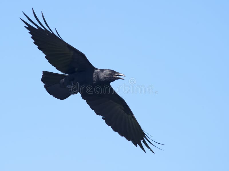 Corvo No Vôo Em Um Céu Azul Foto de Stock - Imagem de selvagem, corvo ...