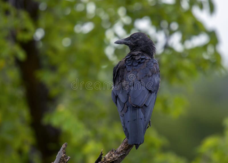 Corvo Americano Que Chama Do Ramo Imagem de Stock - Imagem de wildlife ...