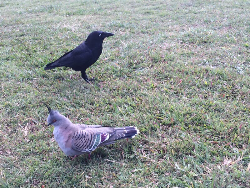 Corvo australiano foto de stock. Imagem de corvus, raven - 55443518