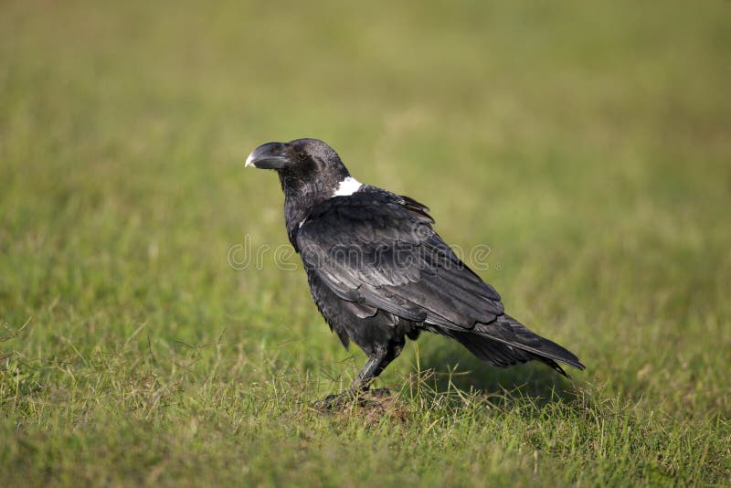 Corvo Branco-necked foto de stock. Imagem de animais - 24055646