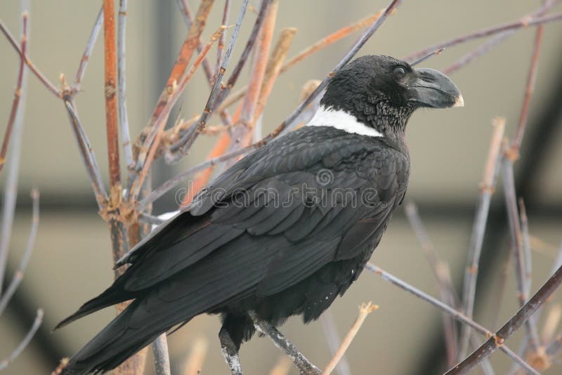 Corvo Branco-necked foto de stock. Imagem de ravina, conta - 28733516