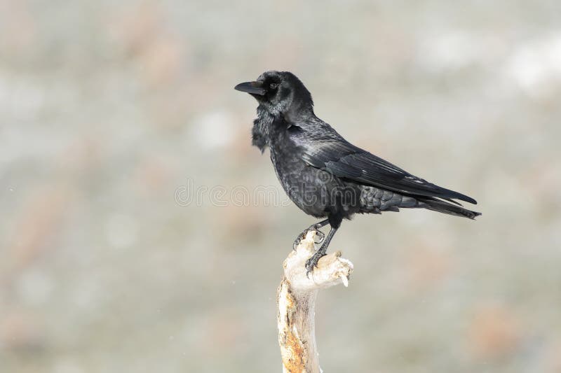 Corvo Comum, (corone Do Corvus) Imagem de Stock - Imagem de comum ...