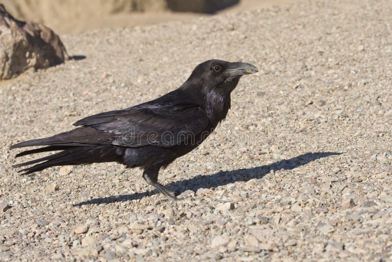 Corvo comune fotografia stock. Immagine di foraggiare - 13834426