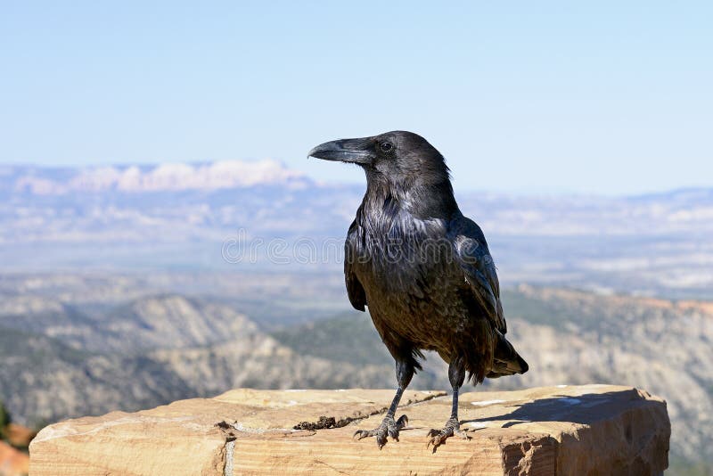Corvo fotografia stock. Immagine di piume, piuma, nero - 5293184