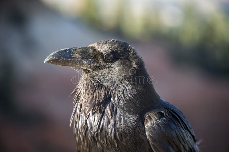 Corvo comune immagine stock. Immagine di corvo, comune - 42961357