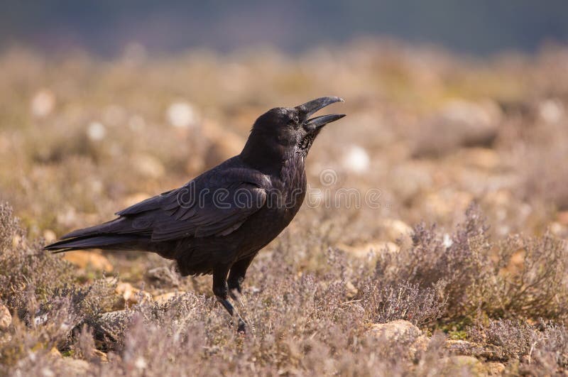 Un Corvo Comune Che Guarda Da Sopra Fotografia Stock - Immagine di ...
