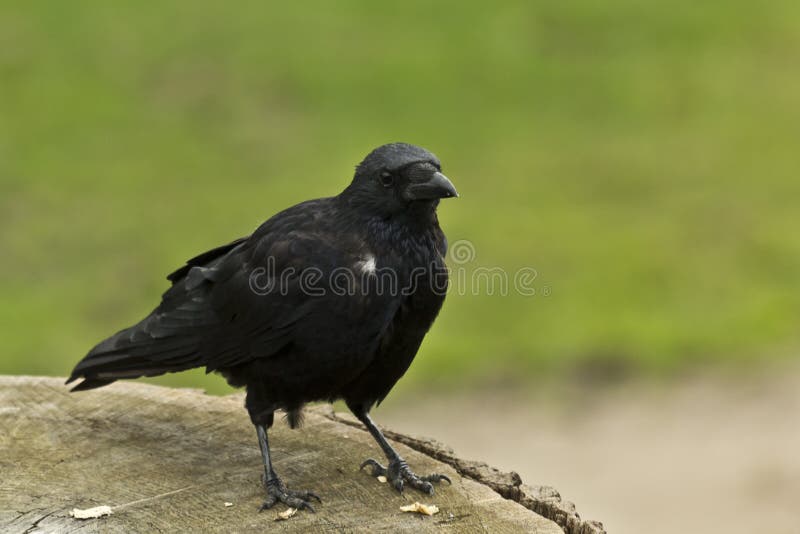 Corvo Comune (corax Del Corvus) Fotografia Stock - Immagine di nave ...
