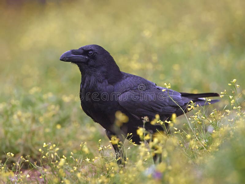 Corvo Comune & X28; Corax& X29 Di Corvo; Fotografia Stock - Immagine di ...